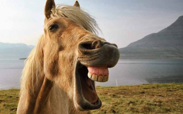 Encefalitis Equina del Oeste en la Argentina: cerrando un brote - INFOMED Encefalitis Equina del Oeste en la Argentina: cerrando un brote - INFOMED
